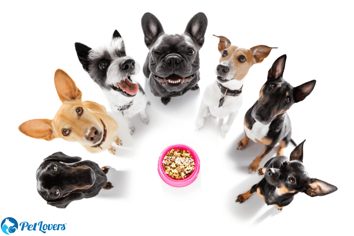 Small Hypoallergenic Dogs – PetLovers