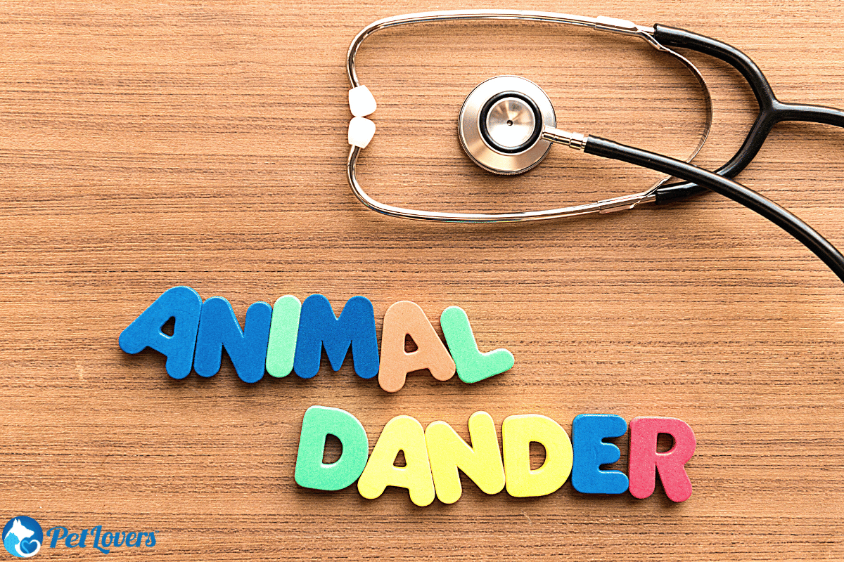 How To Get Rid Of Pet Dander – PetLovers