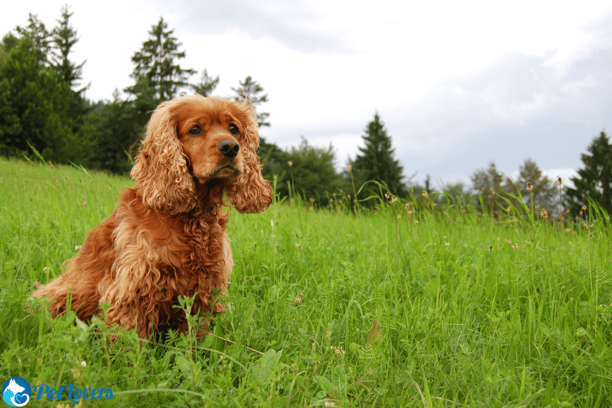 Do Cocker Spaniels Shed? – PetLovers