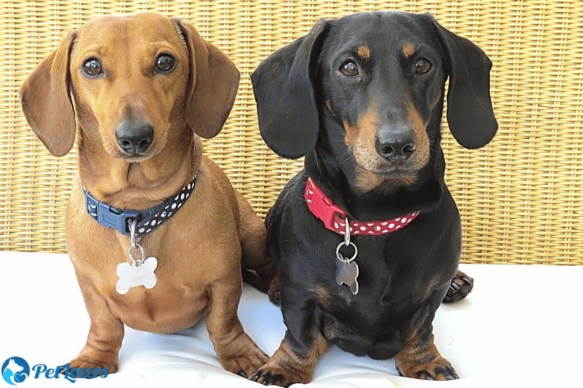 Do Dachshunds Shed? – PetLovers