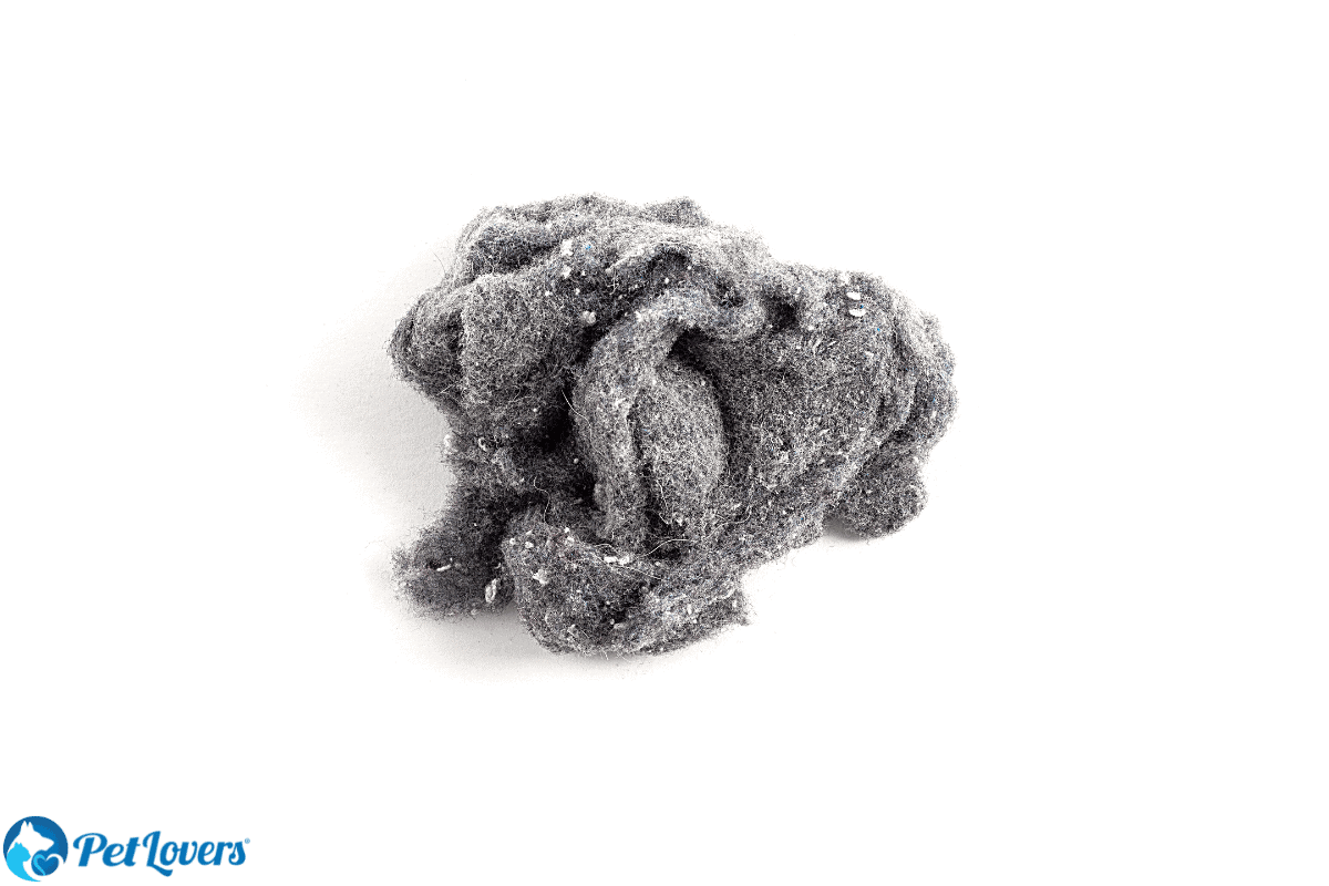 What Is Lint? – PetLovers
